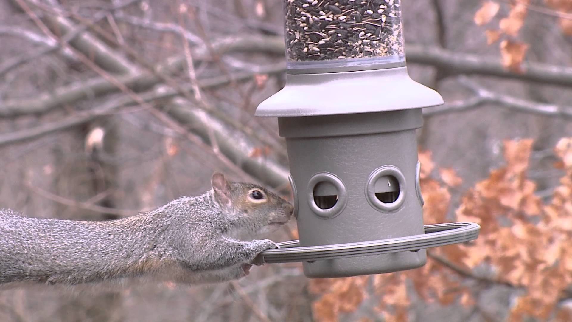 Eliminator Squirrel Proof Feeder Video Wild Birds Unlimited Wild Birds Unlimited