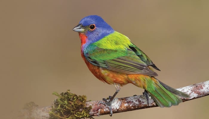 Indigo Bunting Nest Box