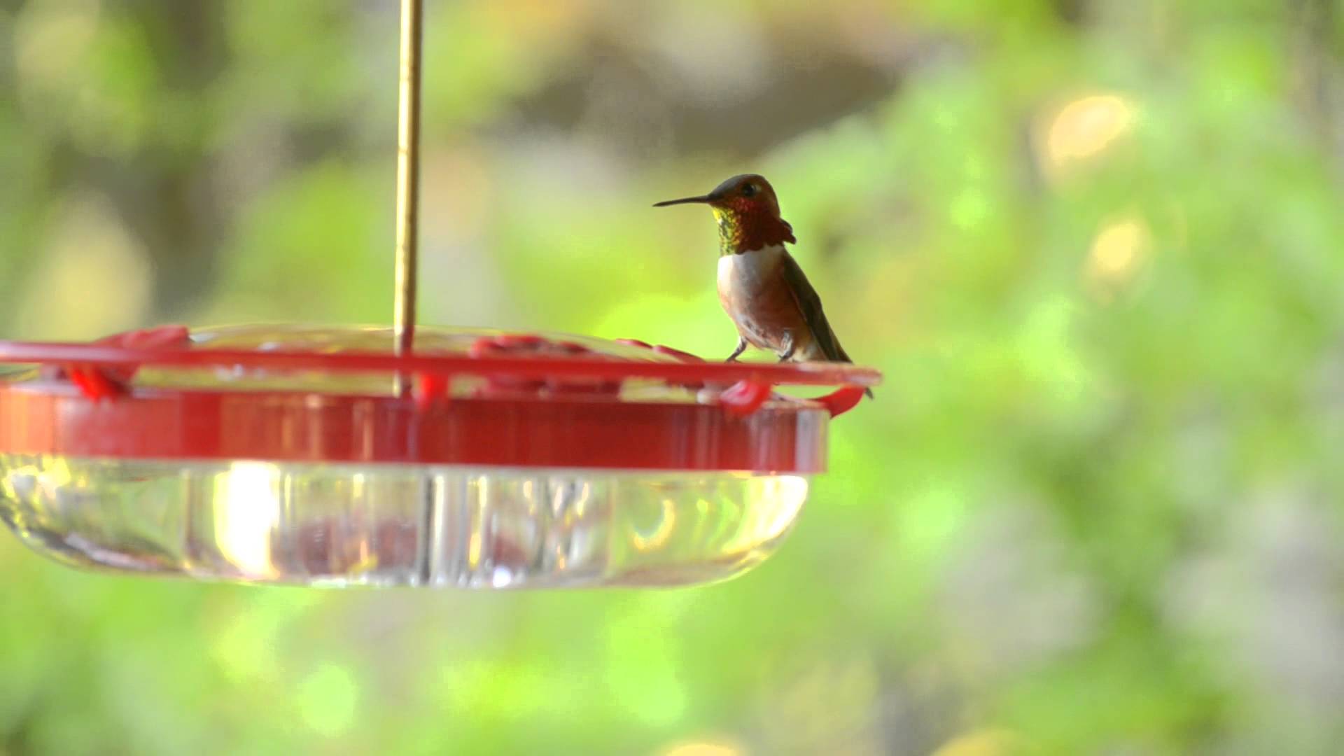 Hummingbirds Video - Wild Birds Unlimited | Wild Birds Unlimited