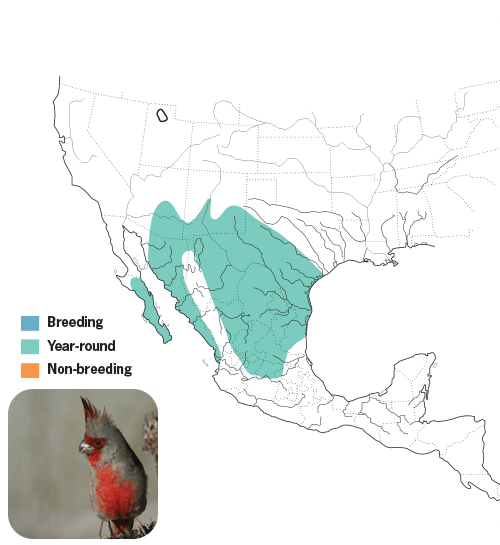 All About Cardinals and How to Attract Them - Wild Birds Unlimited ...