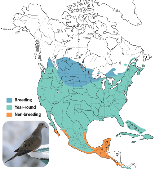 All About Doves and How to Attract Them - Wild Birds Unlimited | Wild ...