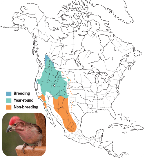 All About Finches and How to Attract Them - Wild Birds Unlimited | Wild ...