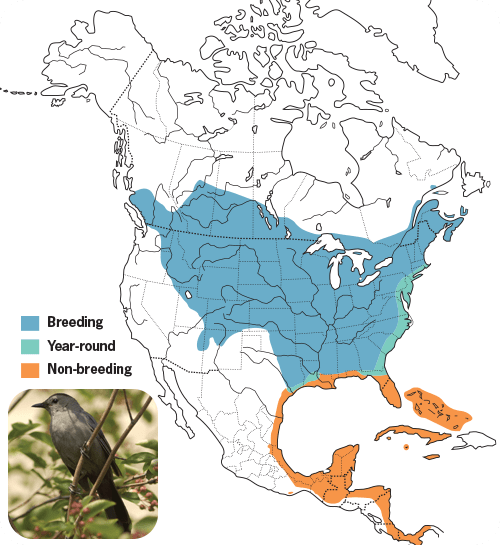 All About Catbirds and How to Attract Them - Wild Birds Unlimited ...