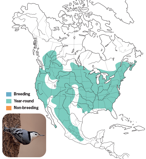 All About Nuthatches and How to Attract Them - Wild Birds Unlimited ...