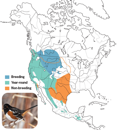 All About Towhees and How to Attract Them - Wild Birds Unlimited | Wild ...