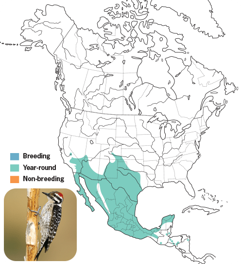 All About Woodpeckers and How to Attract Them - Wild Birds Unlimited ...