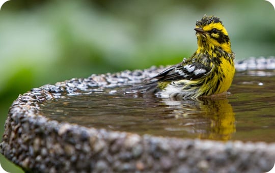 Water - Wild Birds Unlimited | Wild Birds Unlimited