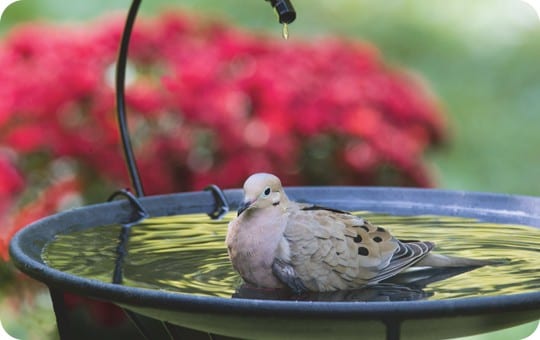 Bird Bathing, Offering a Bird Bath to Birds - Wild Birds Unlimited ...