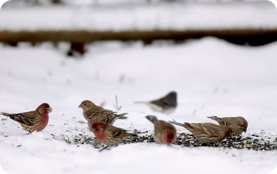Get Started - Wild Birds Unlimited | Wild Birds Unlimited