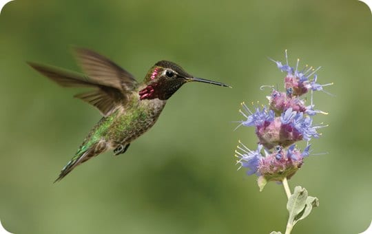 Summer Bird Feeding - Wild Birds Unlimited | Wild Birds Unlimited