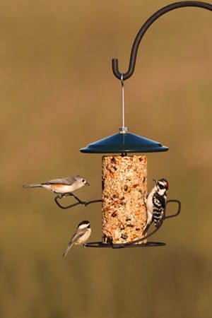 No-Mess Summer Feeding - Wild Birds Unlimited | Wild Birds Unlimited
