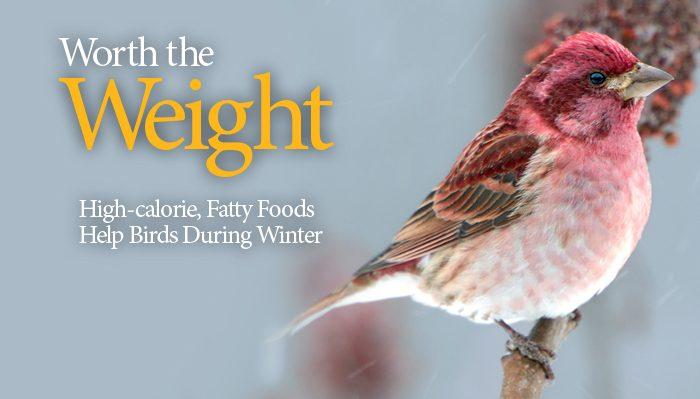 Home | Wild Birds Unlimited