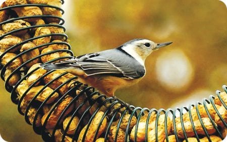 What is Caching? Bird Behavior Explained - Wild Birds Unlimited | Wild ...