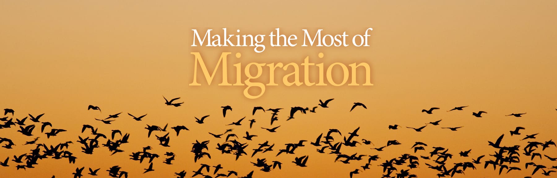 3 Ways You Can Help Migrating Birds This Fall - Wild Birds Unlimited ...