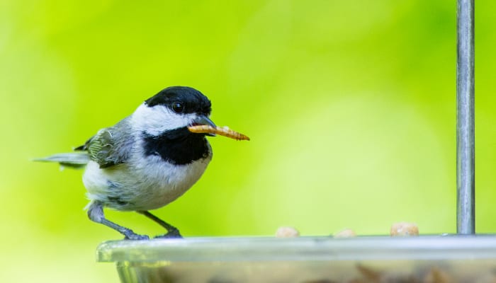 Bark Butter - Wild Birds Unlimited | Wild Birds Unlimited
