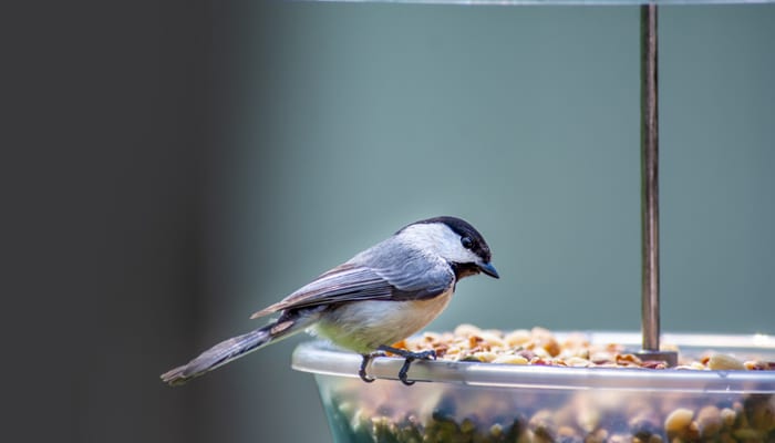 SunFire Chips - Feed the Birds, Not the Squirrels - Wild Birds ...