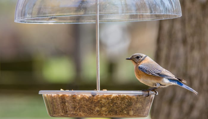 Specialty Bird Foods - Wild Birds Unlimited | Wild Birds Unlimited