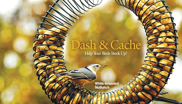 Caching, What You Need to Know - Wild Birds Unlimited | Wild Birds ...