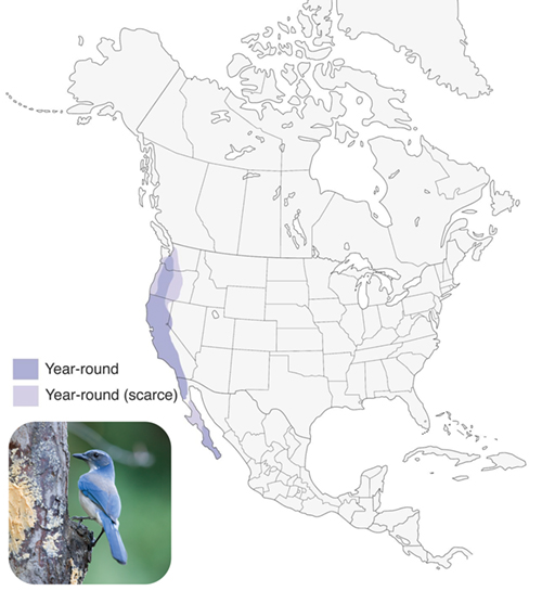 All About Jays and How to Attact Them - Wild Birds Unlimited | Wild ...