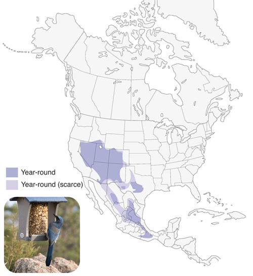 All About Jays and How to Attact Them - Wild Birds Unlimited | Wild ...