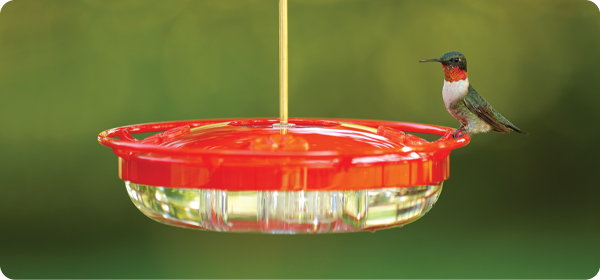 Hummingbirds are Worth the Wait - Wild Birds Unlimited | Wild Birds ...