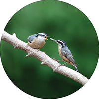 The Joy of Nesting Birds - Wild Birds Unlimited | Wild Birds Unlimited