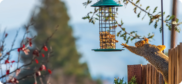 Critter Solutions - Wild Birds Unlimited | Wild Birds Unlimited